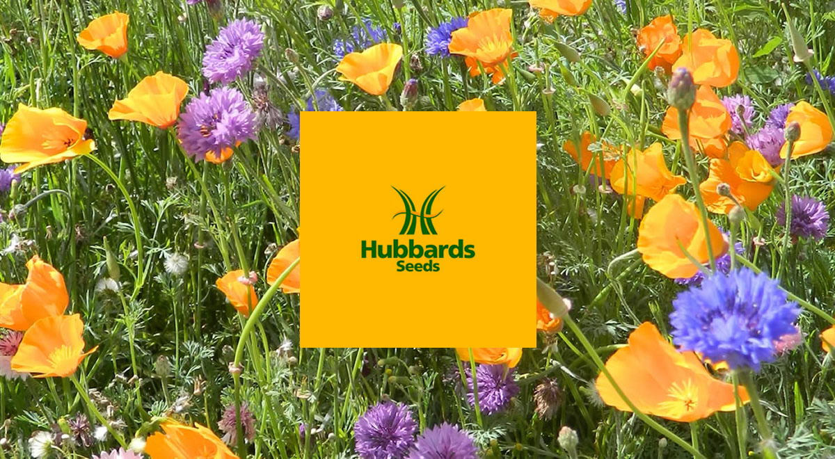 Hubbards Seeds | CS AB1 / SFI AHL1 3 YEAR NECTAR FLOWER MIX ENHANCED (CSS5)