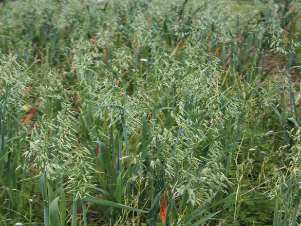 Hubbards Seeds | Cover Crops