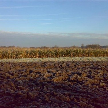 Hubbards Seeds | All Seasons Game Maize