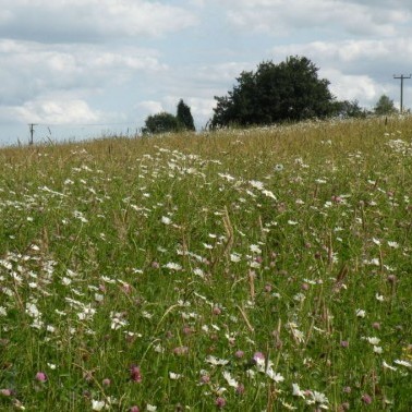 Beetle Bank Seed Mix