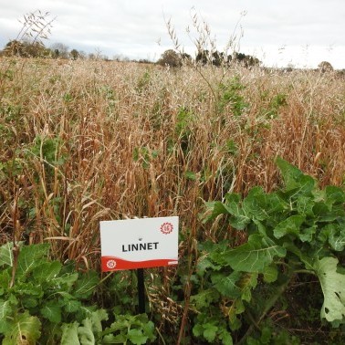 Hubbards Seeds | buy seed