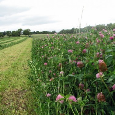 Hubbards Seeds | Top Cut & Red Clover